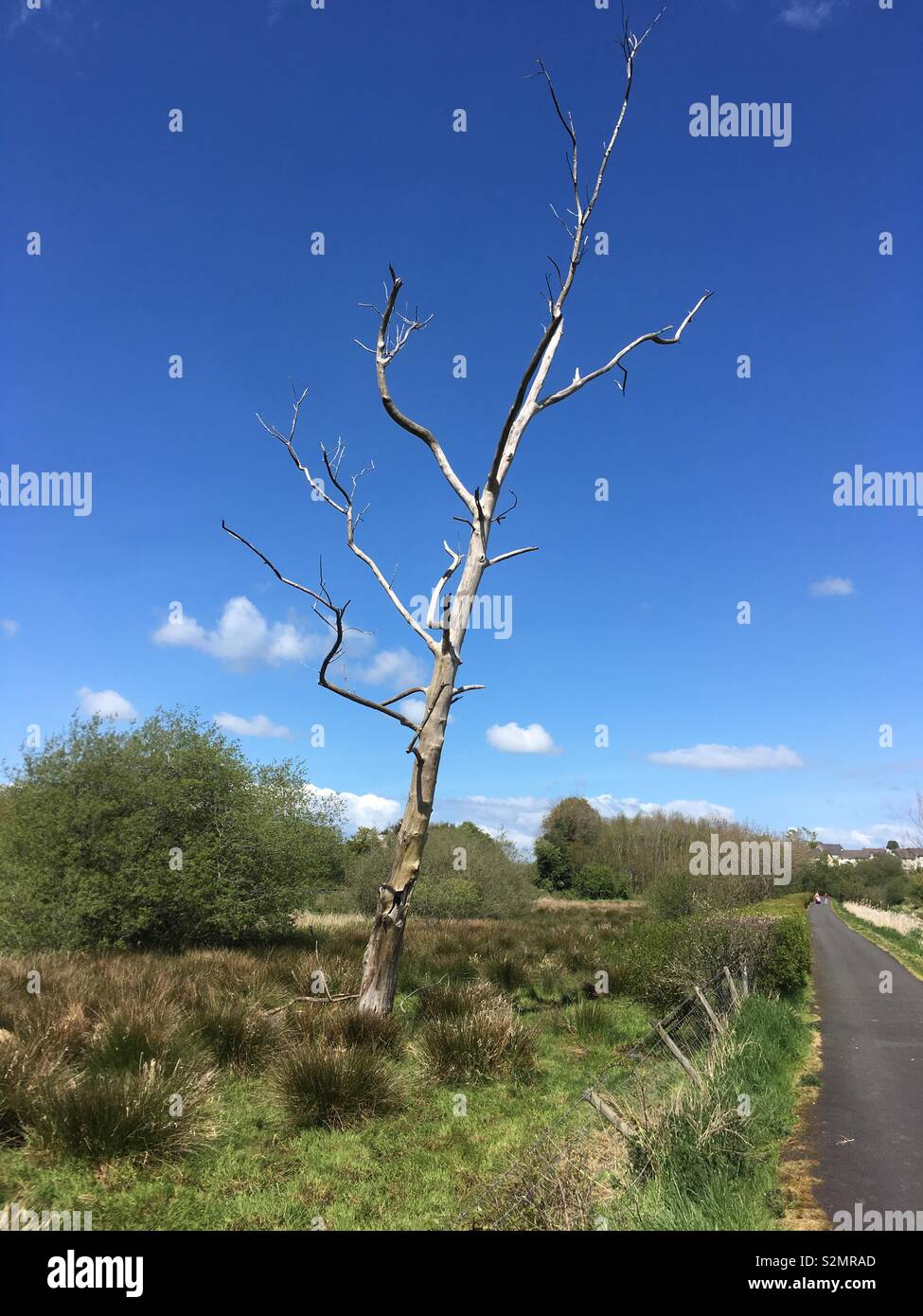 Dead tree to the sky hi-res stock photography and images - Alamy