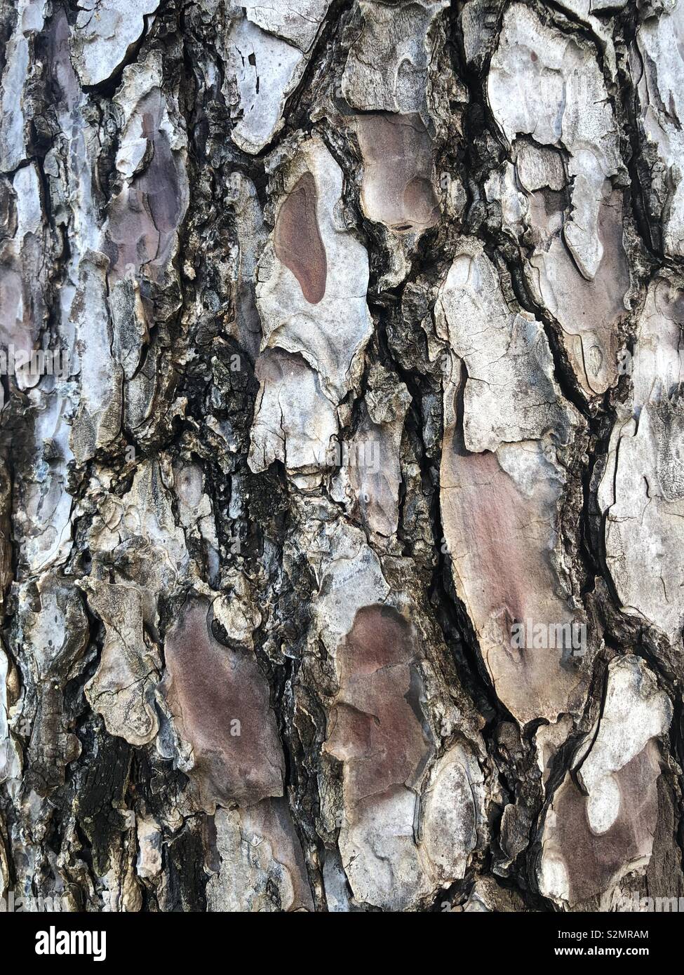 Tree bark close up texture Stock Photo - Alamy