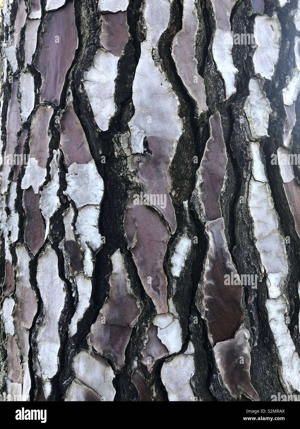 Tree bark close up texture Stock Photo - Alamy