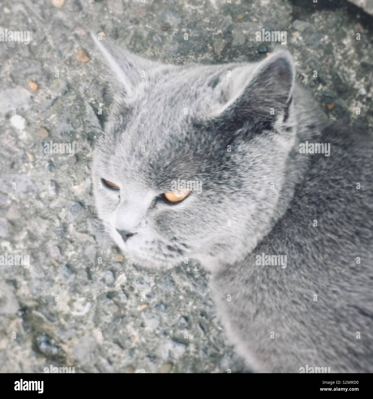 One yellow eye Stock Photo - Alamy