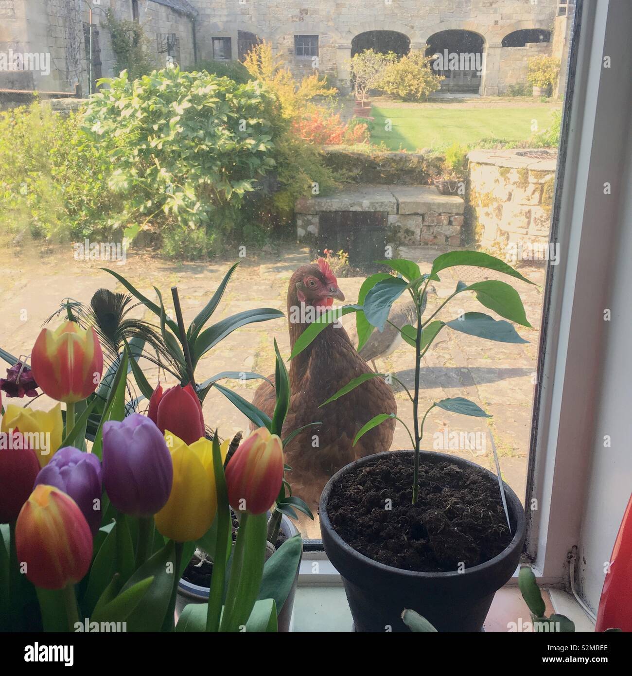 Hen looking through a window window Stock Photo - Alamy