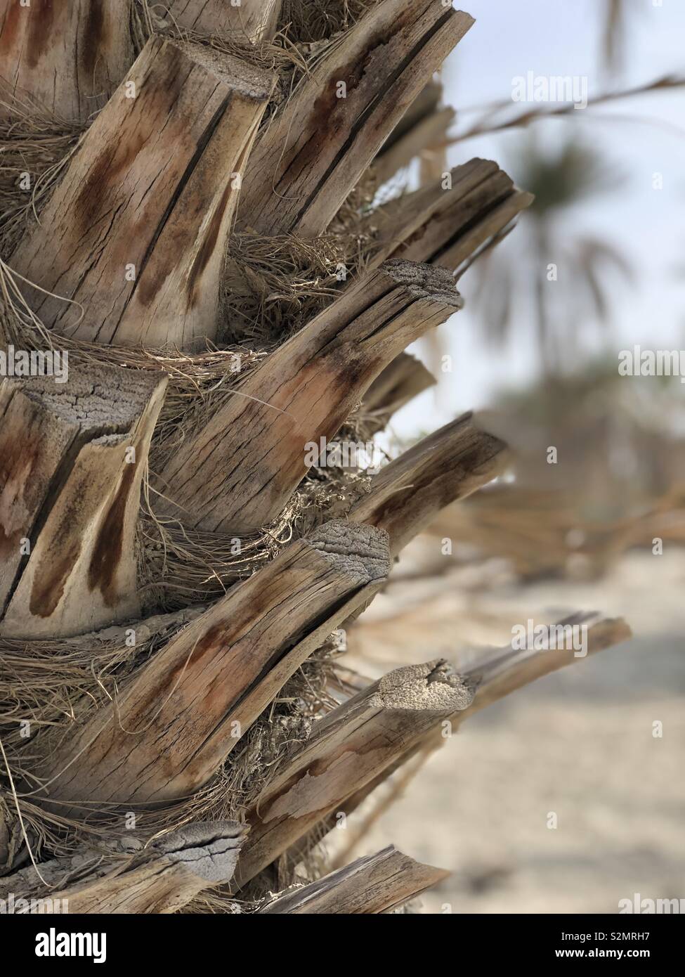 Date tree hi-res stock photography and images - Alamy