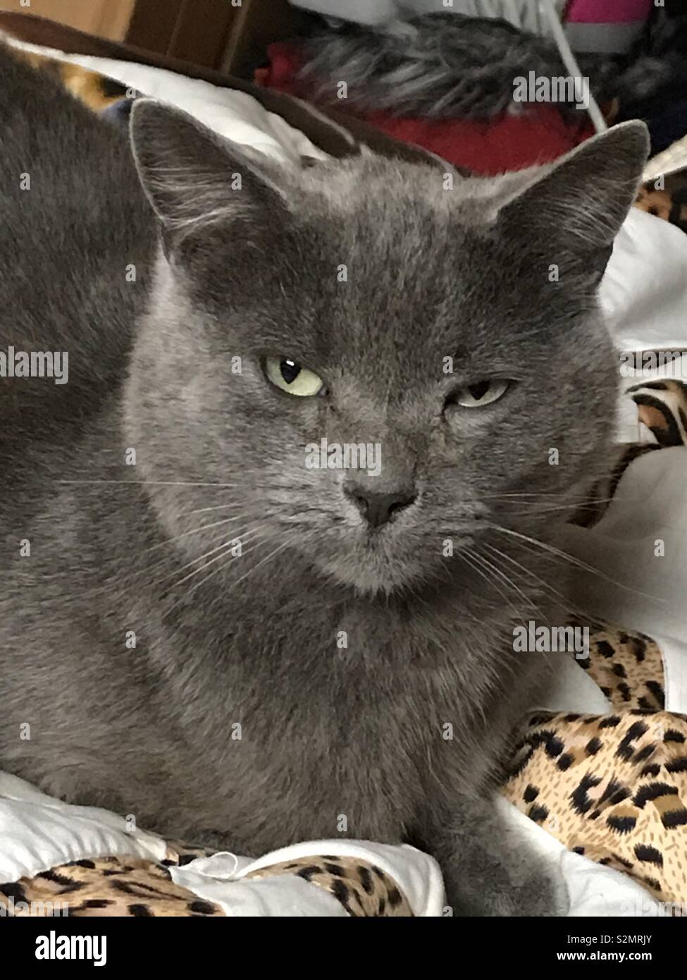 Bobby Cat 2 Stock Photo - Alamy