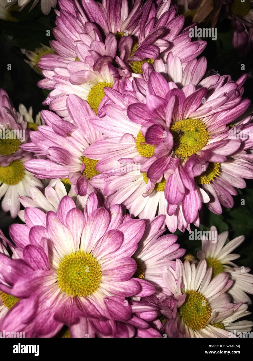 Chrysanthemums flower hi-res stock photography and images - Alamy