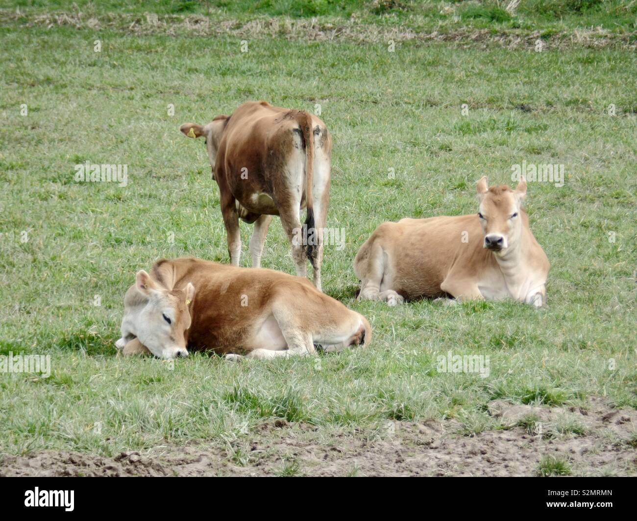 Jersey cows channel hi-res stock photography and images - Alamy