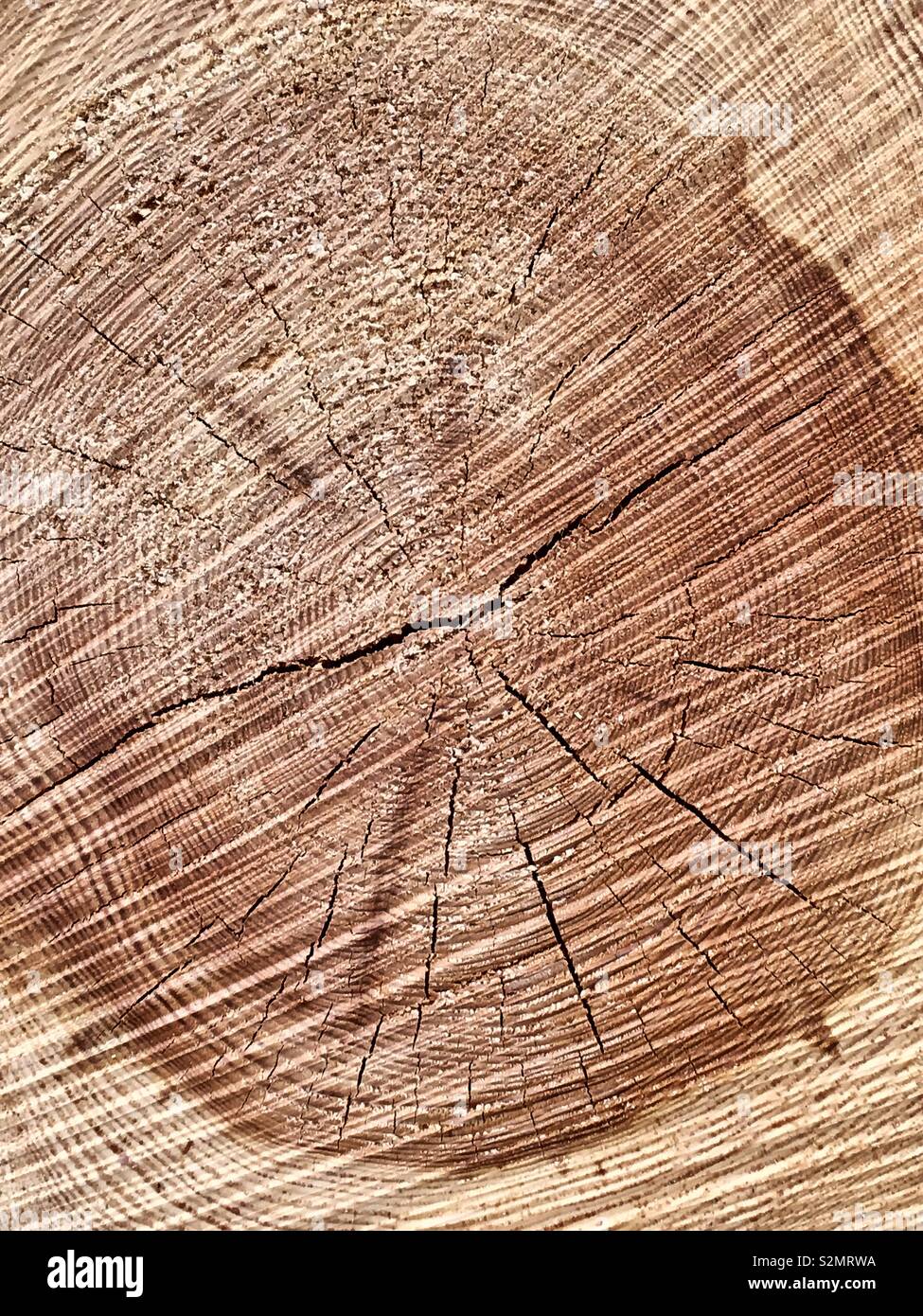 Old growt hi-res stock photography and images - Alamy