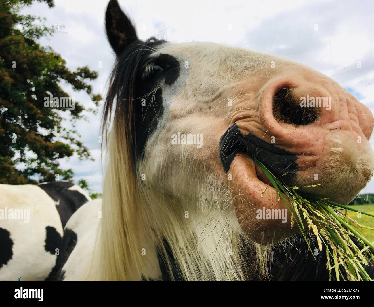 Horse eating grass Stock Photo - Alamy