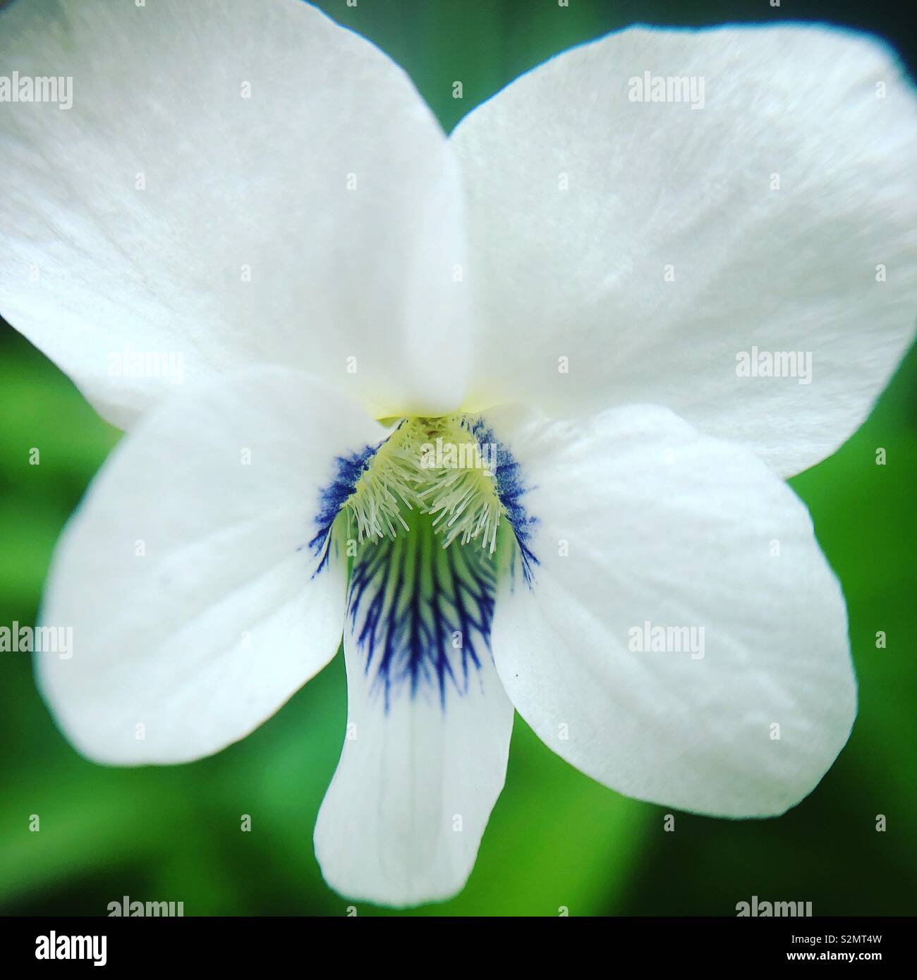 Violet and white flower hi-res stock photography and images - Alamy