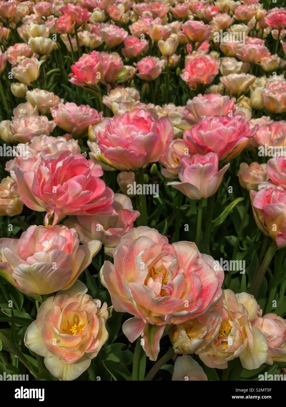Field of pink carnations in full bloom Stock Photo - Alamy