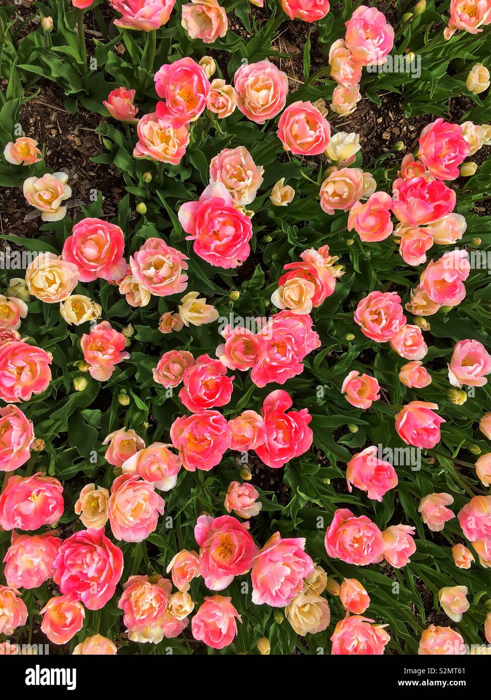 Field of pink carnations in full bloom Stock Photo - Alamy