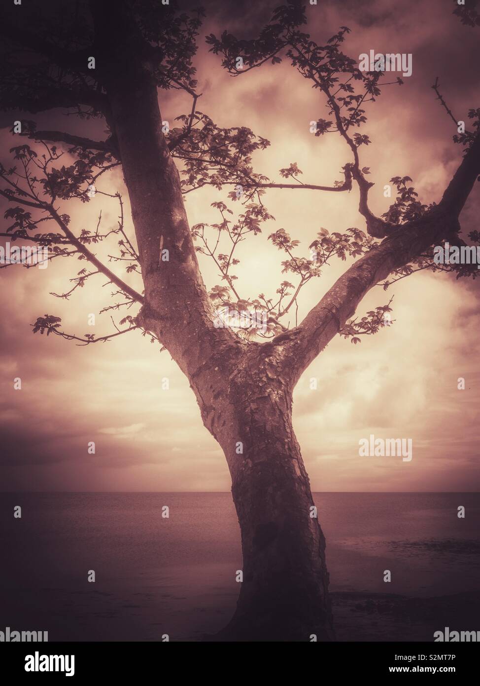 Sepia tone trees hi-res stock photography and images - Alamy