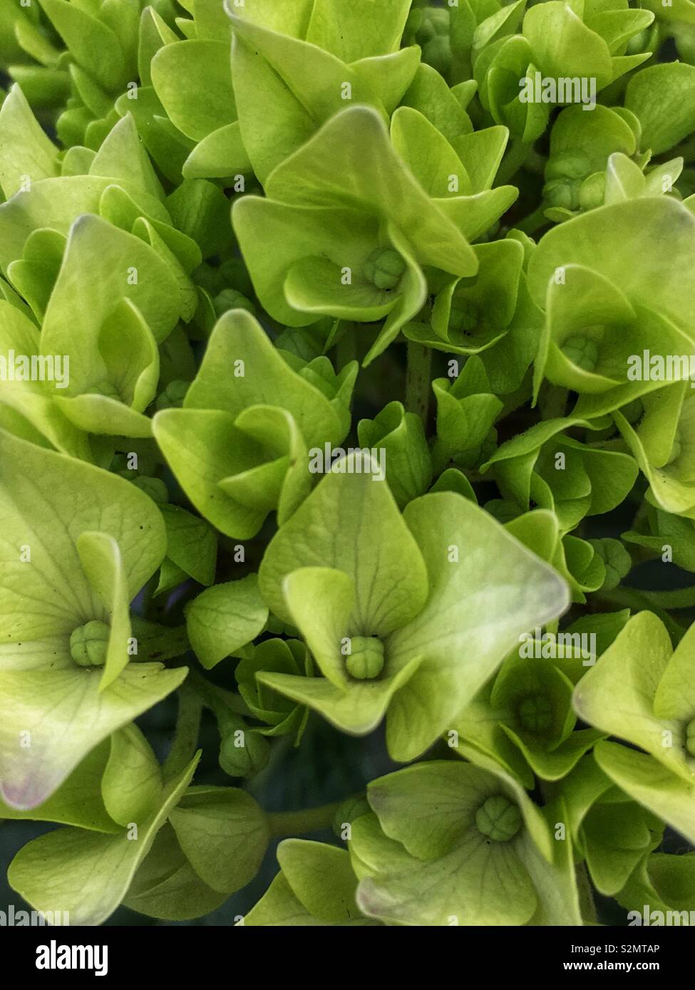 Green hydrangea hi-res stock photography and images - Alamy