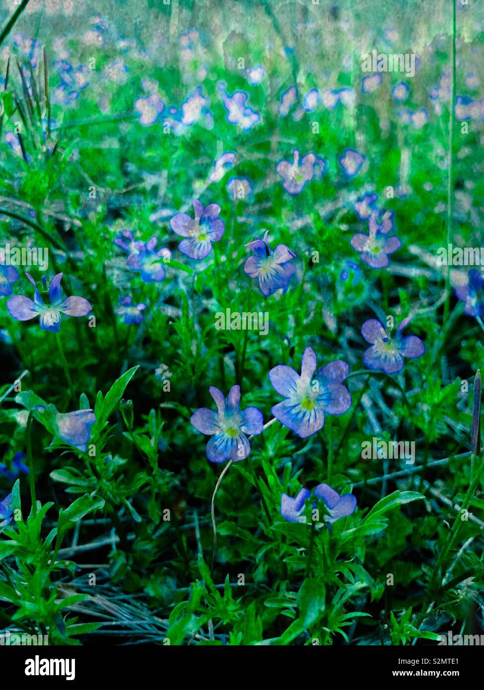 Blue tinged photo of violet-like wildflowers in a field, spring Stock ...