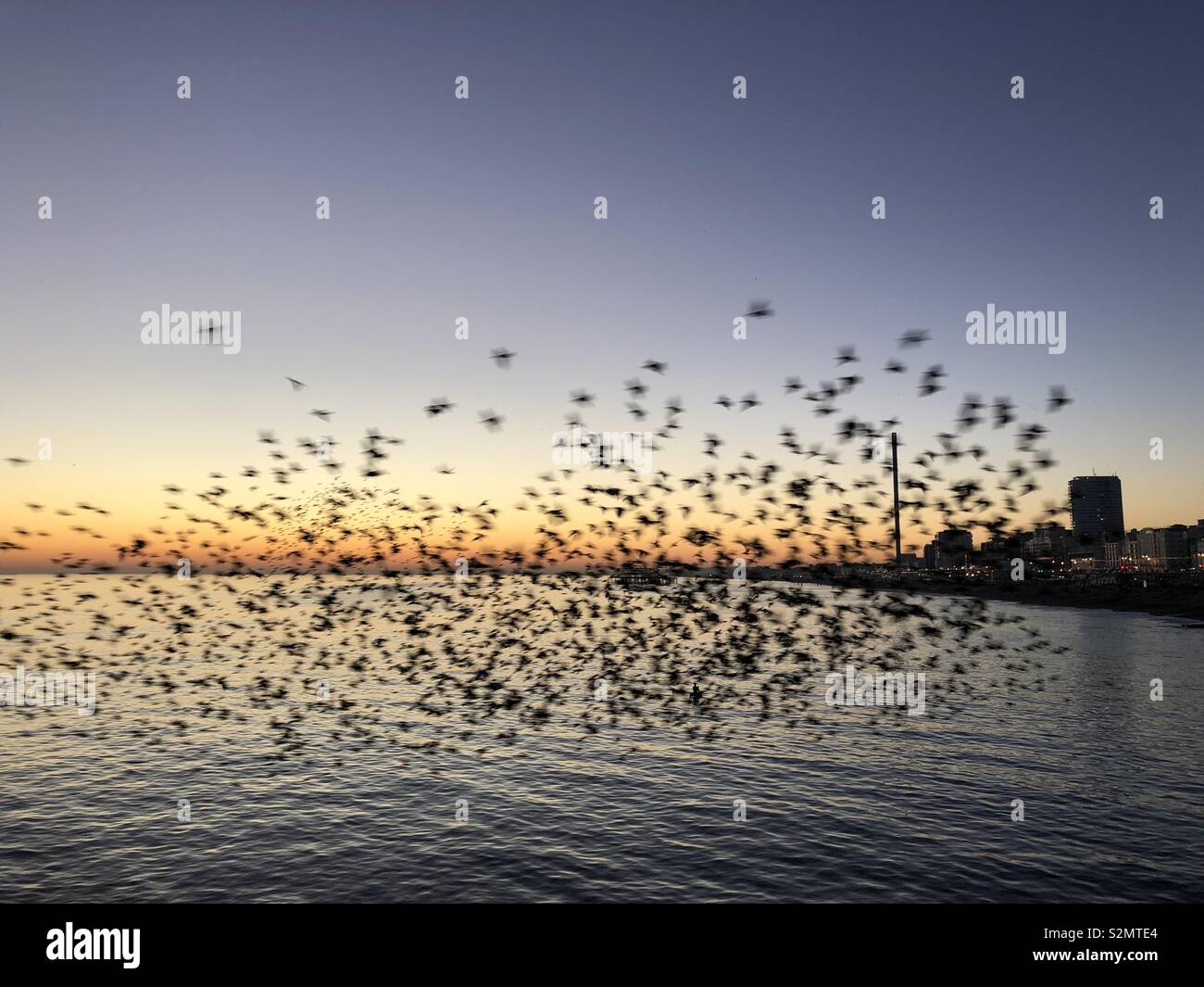 Murmurations High Resolution Stock Photography and Images - Alamy