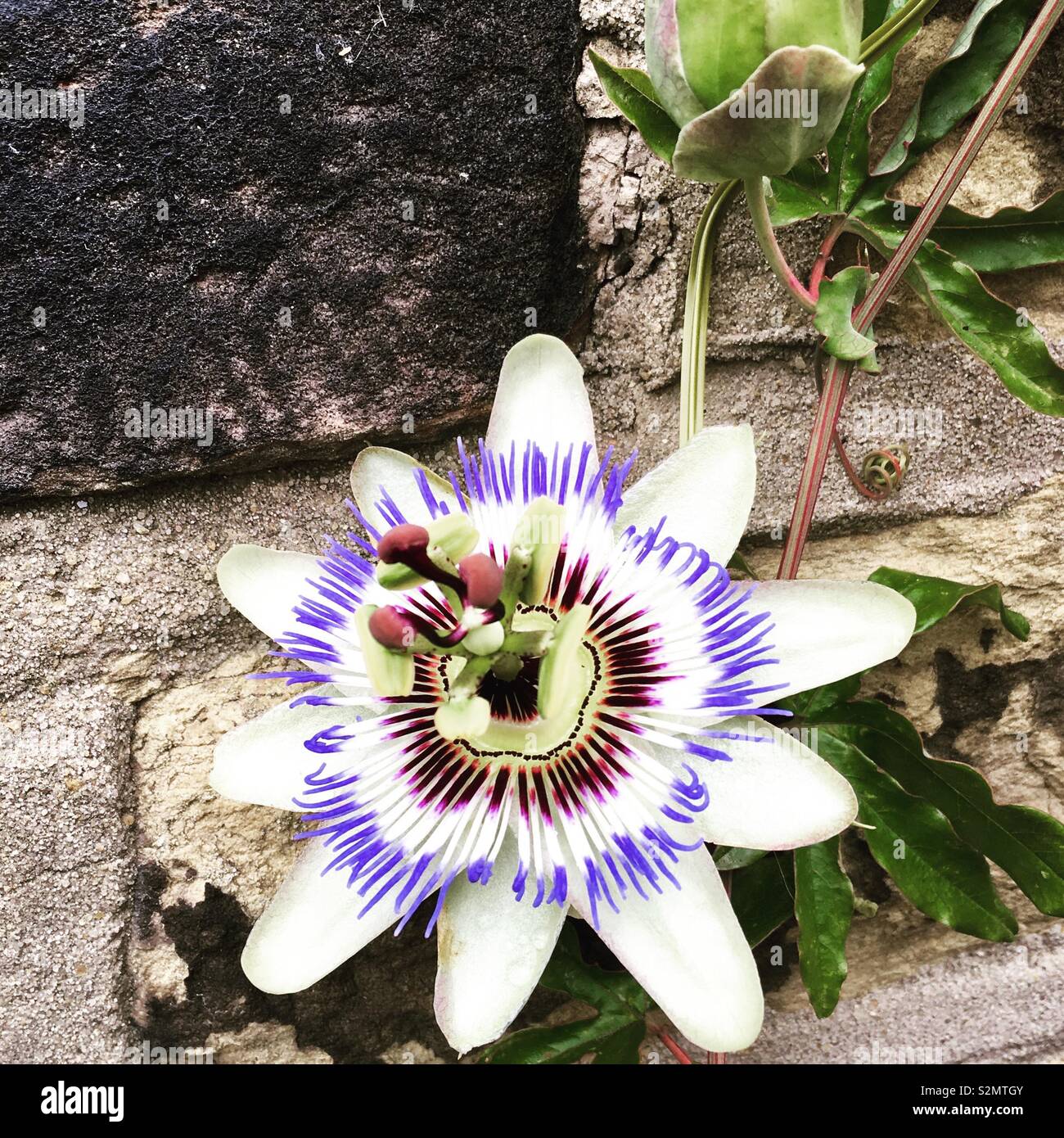 Passionflower wall hi-res stock photography and images - Alamy