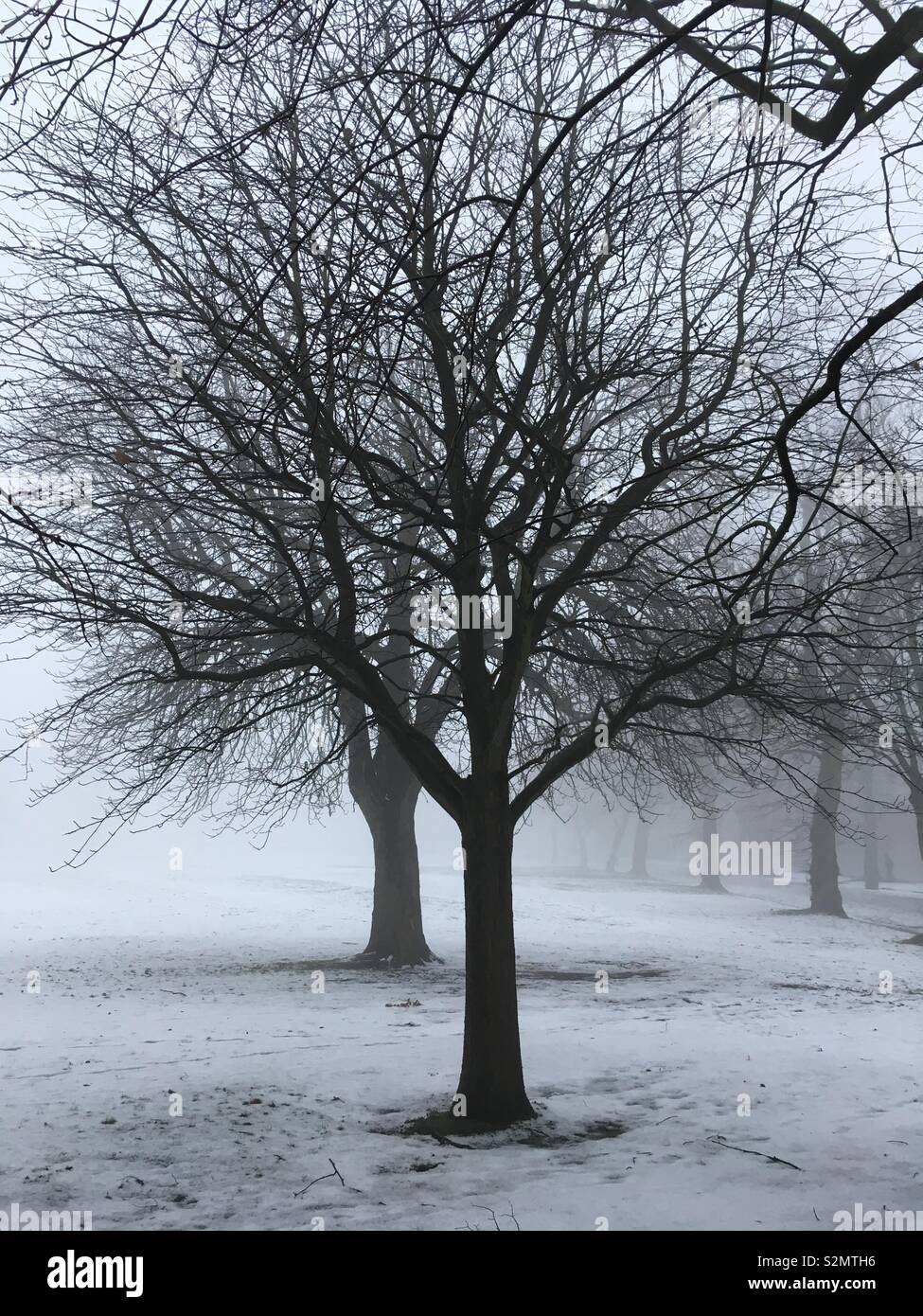 Ghostly trees hi-res stock photography and images - Alamy