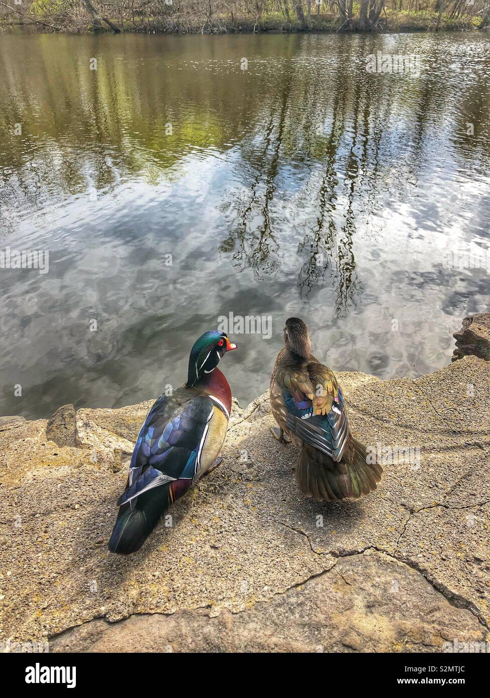 Two male wood ducks hi-res stock photography and images - Alamy