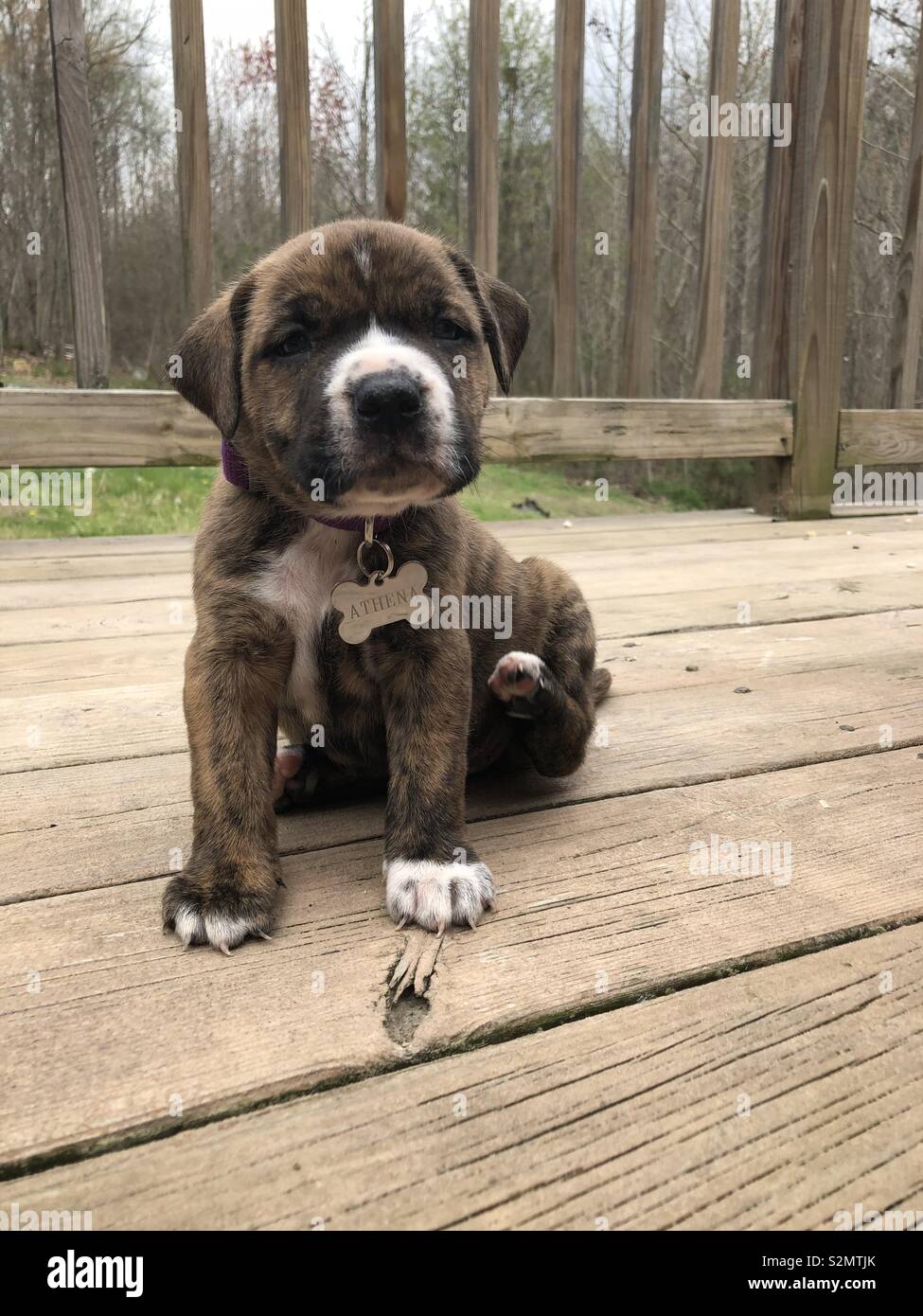 Pit puppy hi-res stock photography and images - Alamy