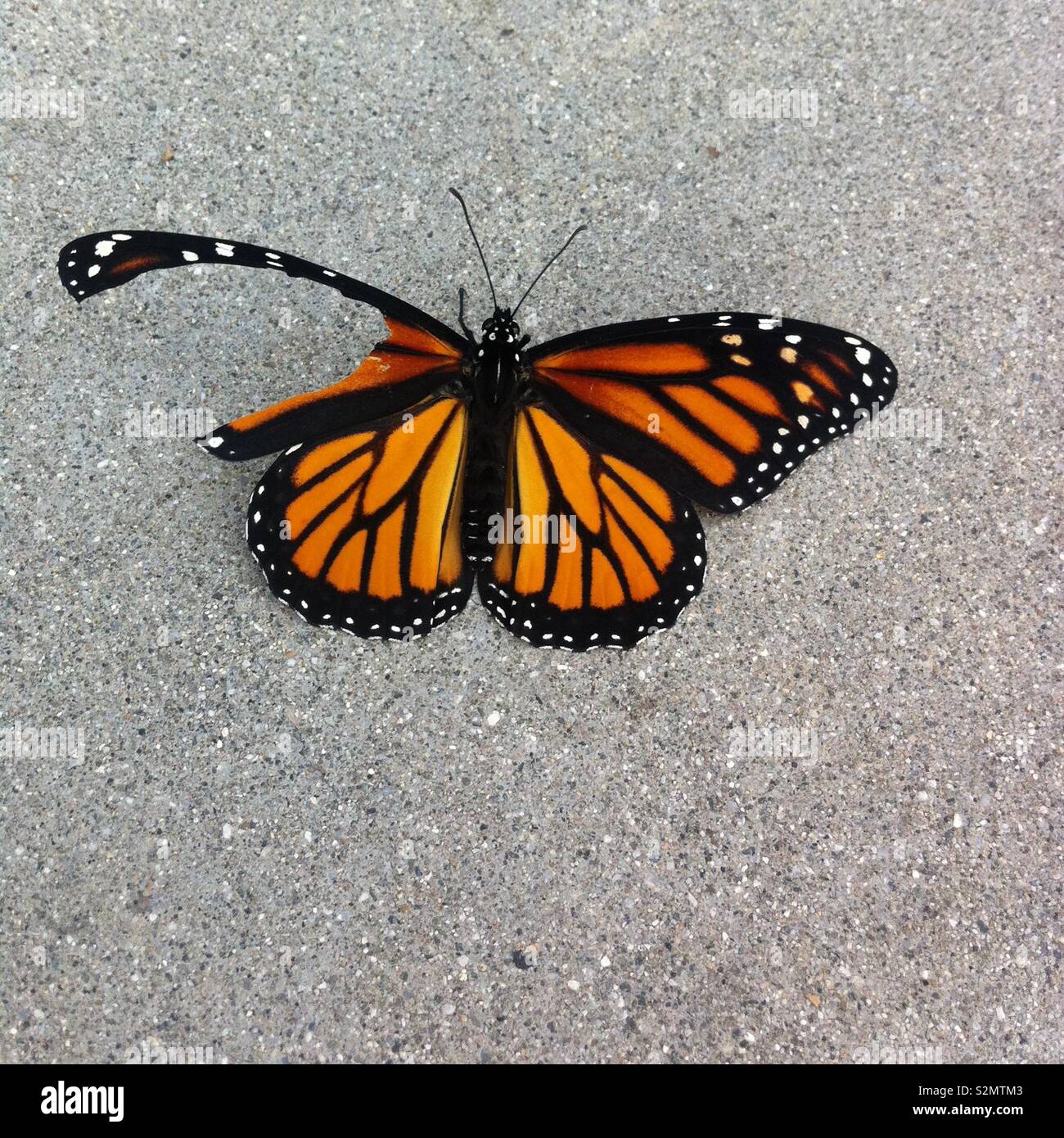 Dead monarch butterfly hi-res stock photography and images - Alamy