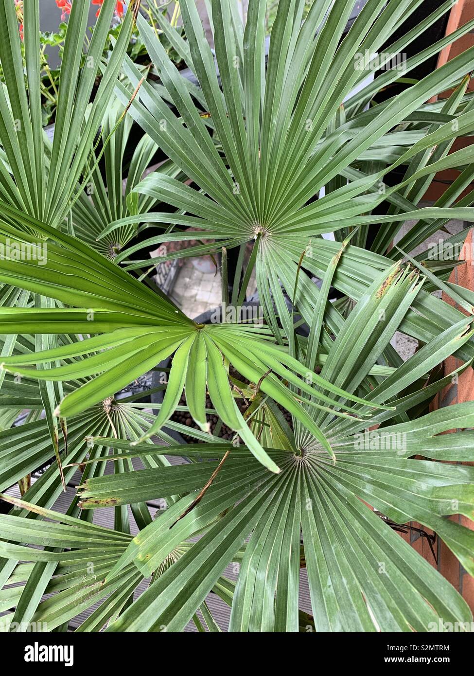 Palmleaves hi-res stock photography and images - Alamy