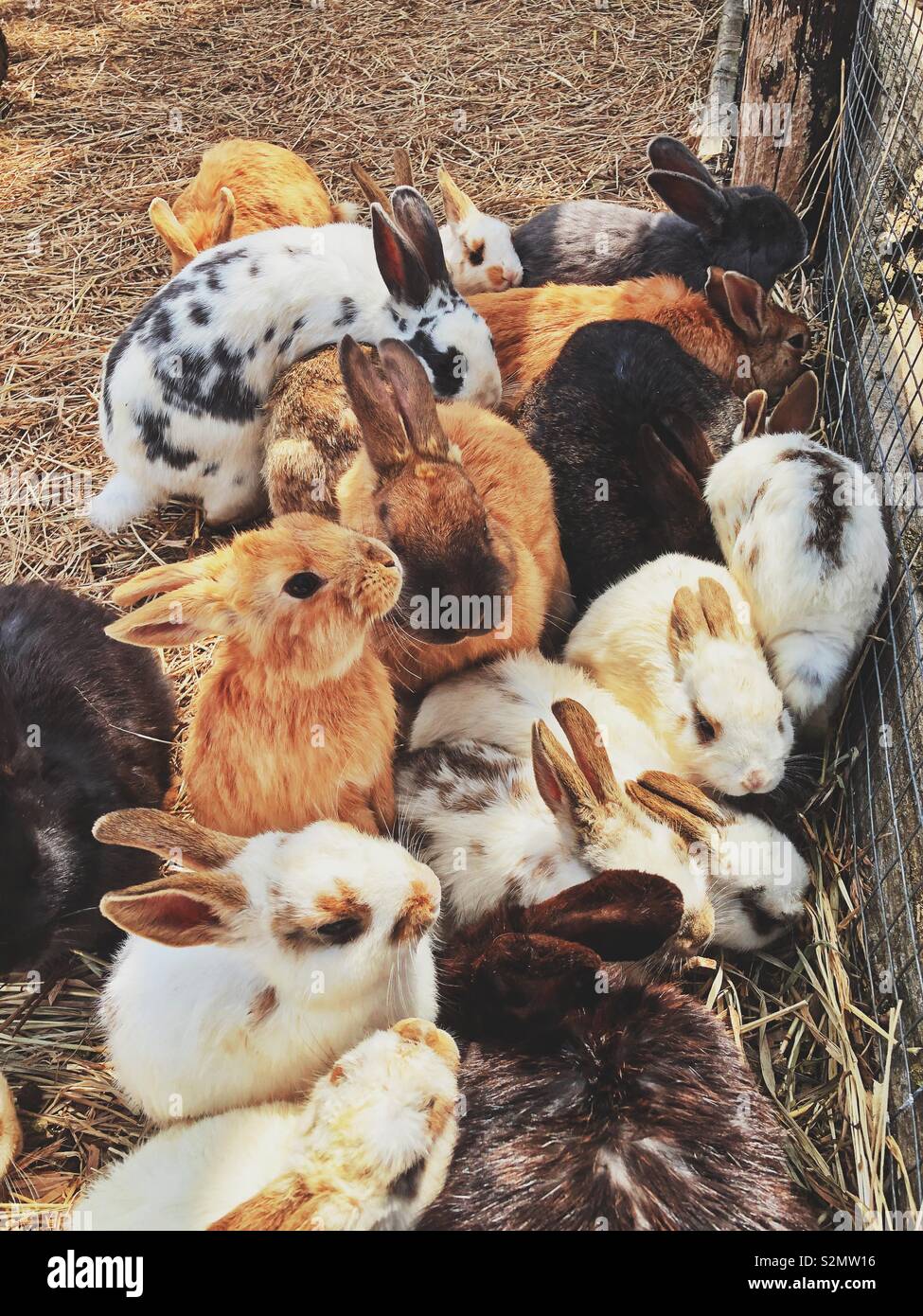 Cottontail rabbits hi-res stock photography and images - Alamy