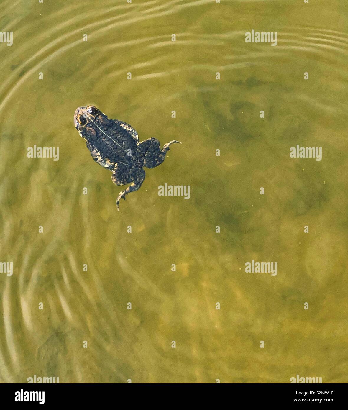 American toad in pond water Stock Photo - Alamy