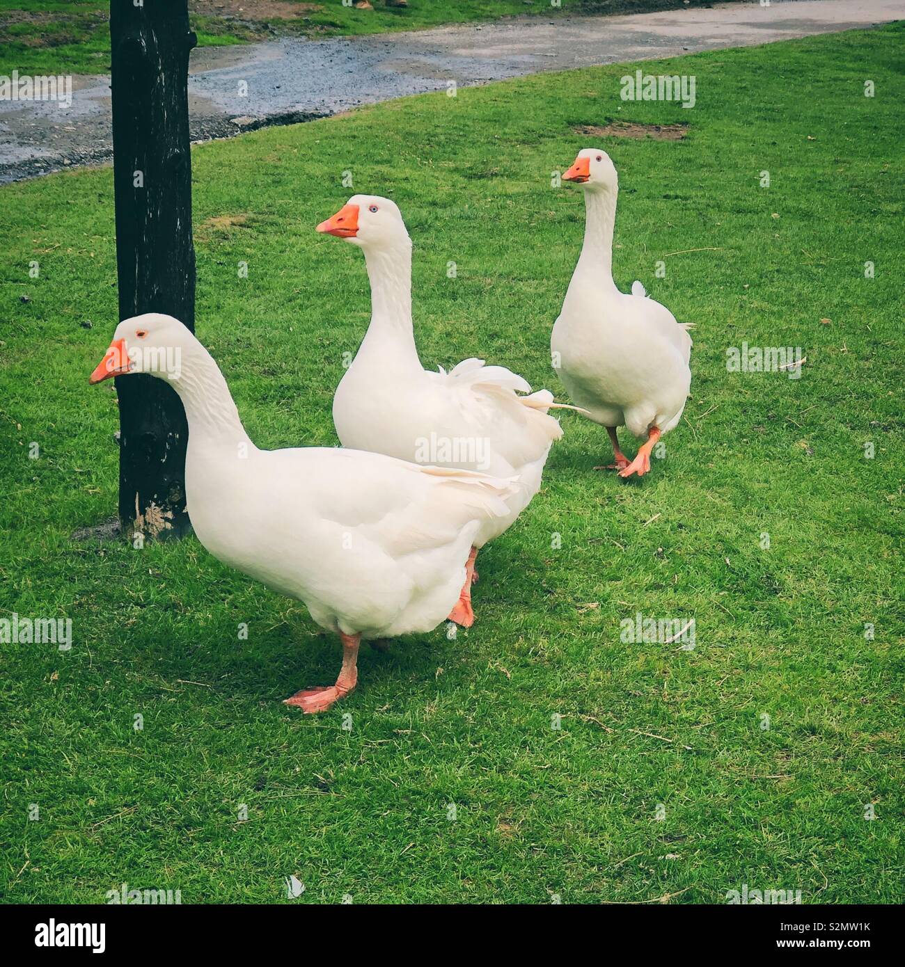 Three white geese walking together on grass Stock Photo - Alamy