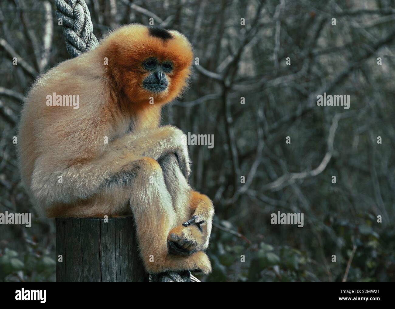 Cold Monkey - Monkey World Stock Photo - Alamy