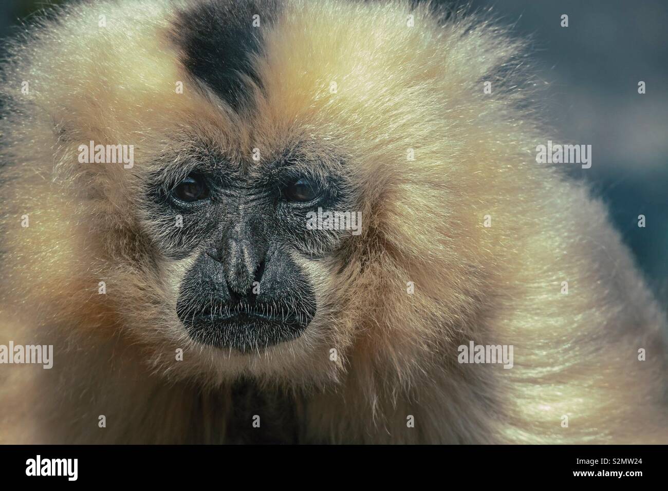 Monkey - Monkey World Stock Photo - Alamy