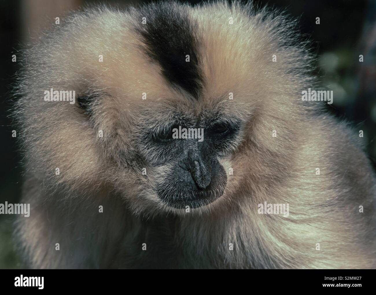 Furry Monkey - Monkey World Stock Photo - Alamy
