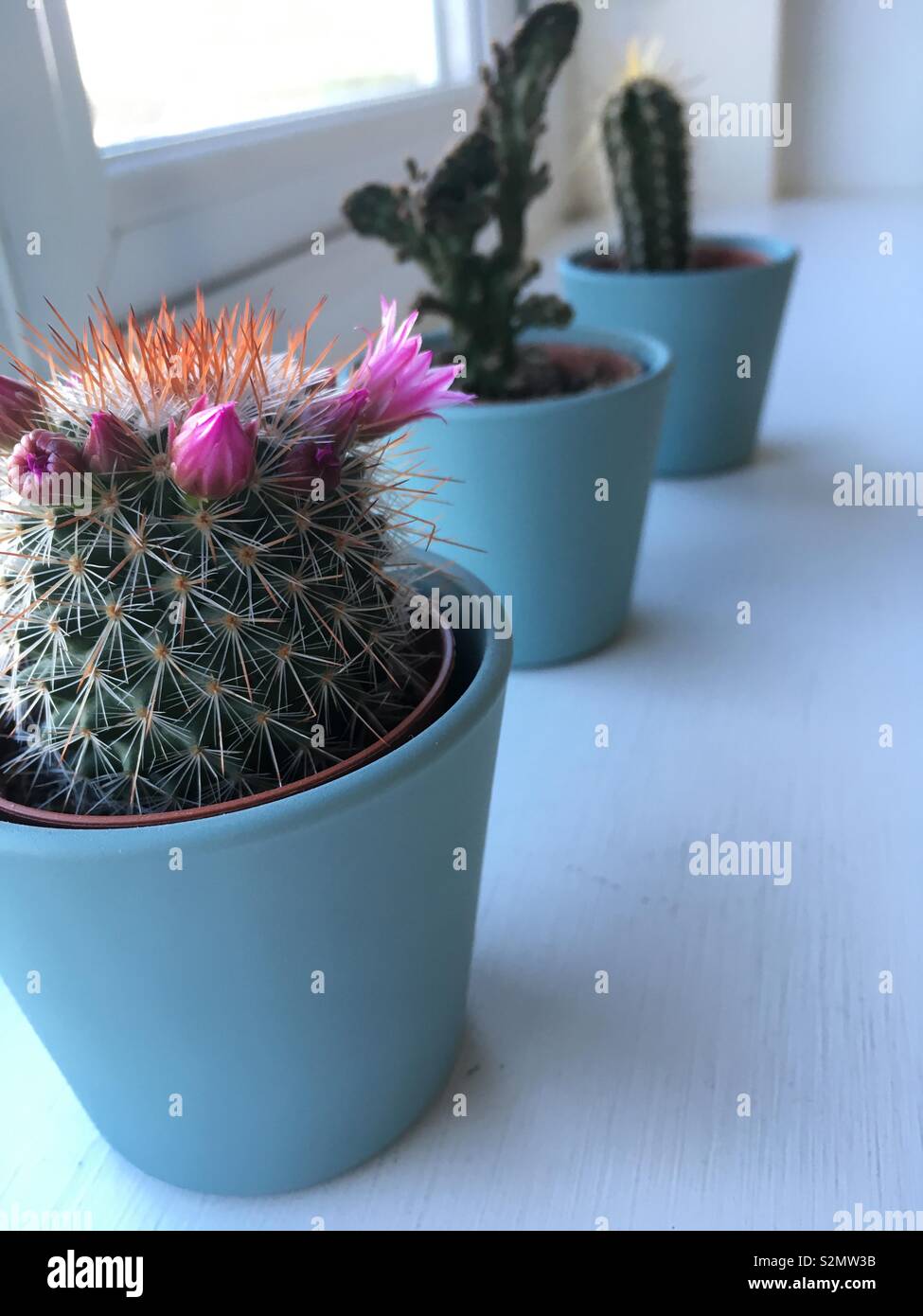 Cacti Windowsill High Resolution Stock Photography and Images - Alamy