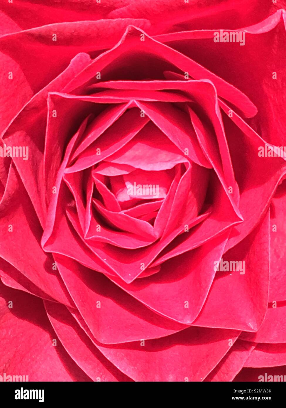 Stunning red bloom hi-res stock photography and images - Alamy