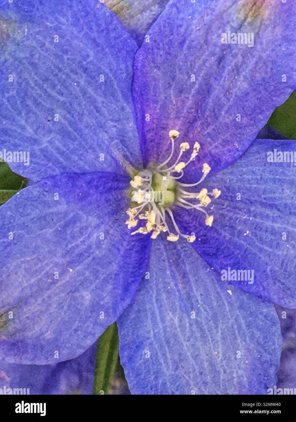 Classic blue flower in full bloom Stock Photo - Alamy