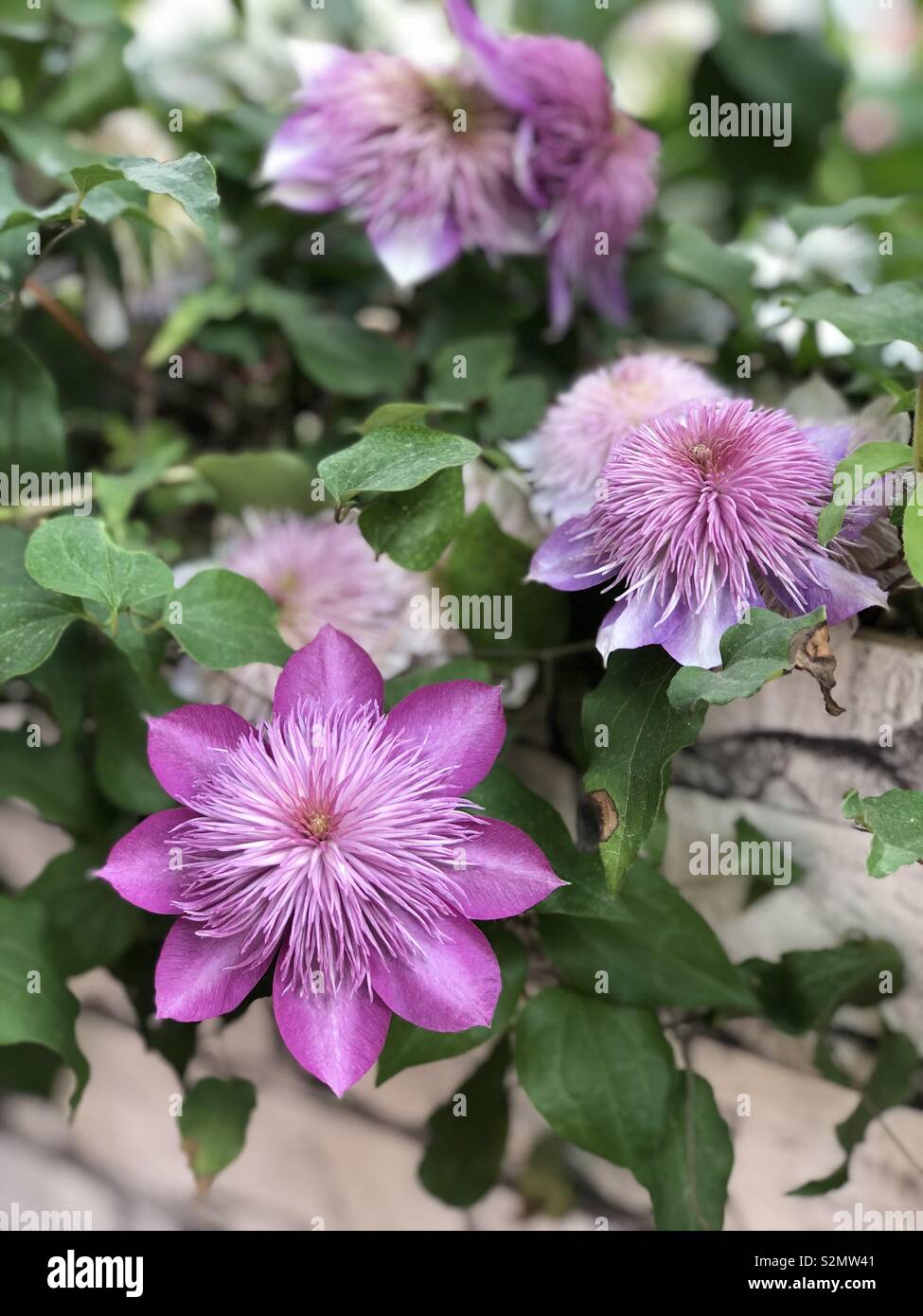 Plants red clematis hi-res stock photography and images - Alamy