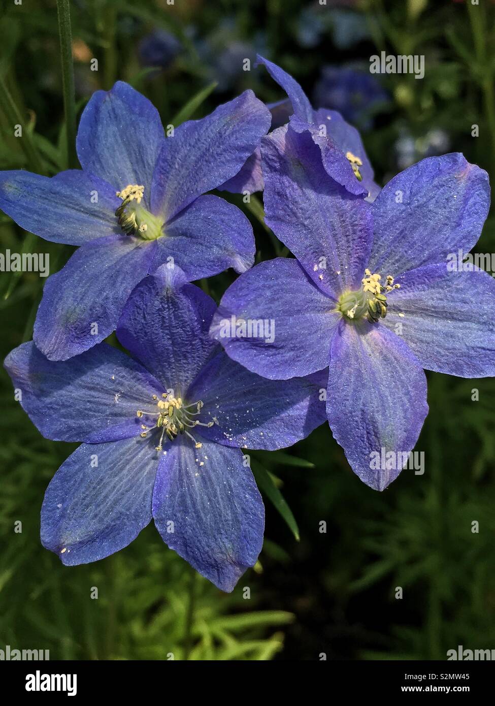 Perfect trio of classic blue flowers in full bloom Stock Photo - Alamy