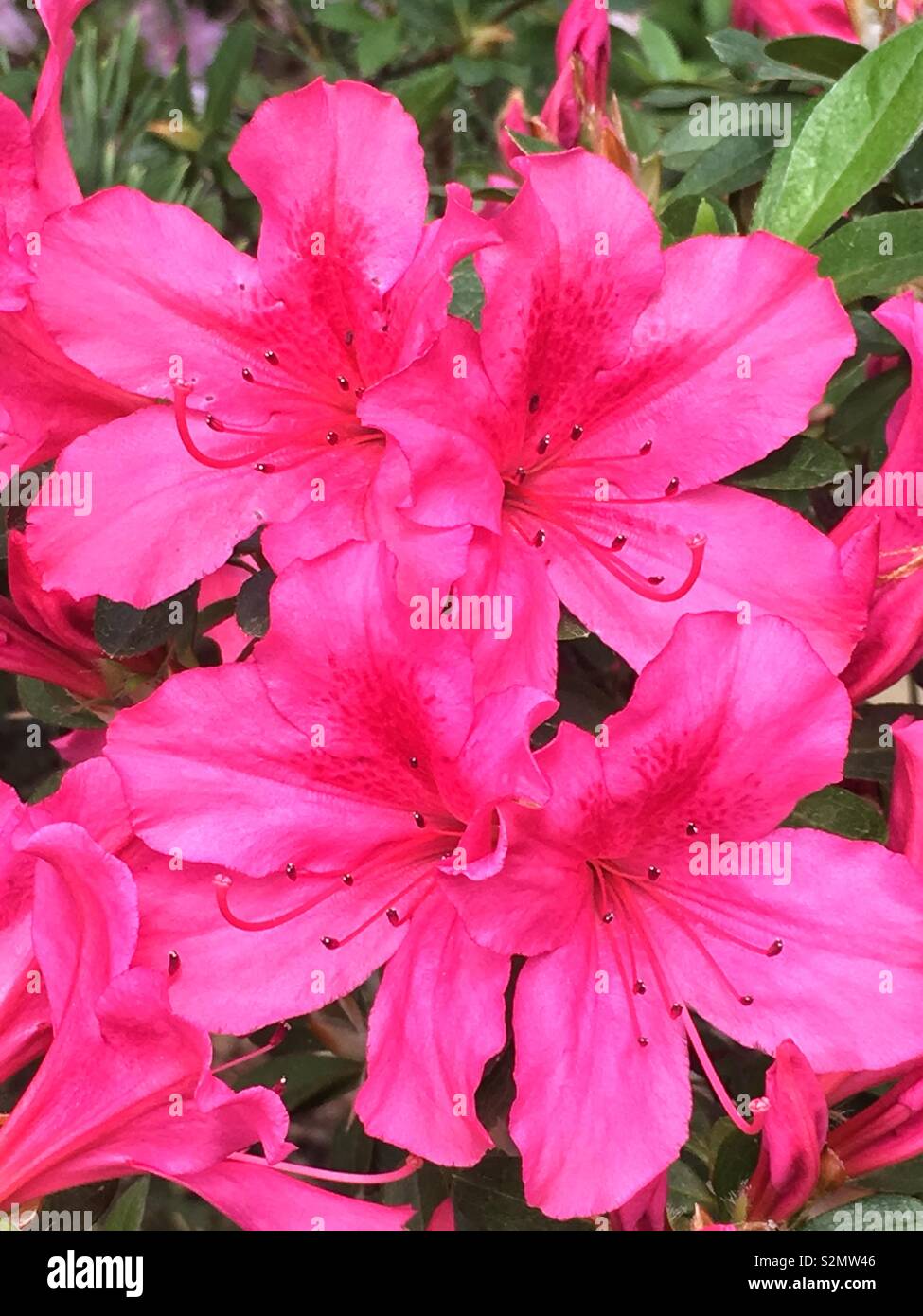 Four hot pink azalea flowers in full bloom Stock Photo - Alamy