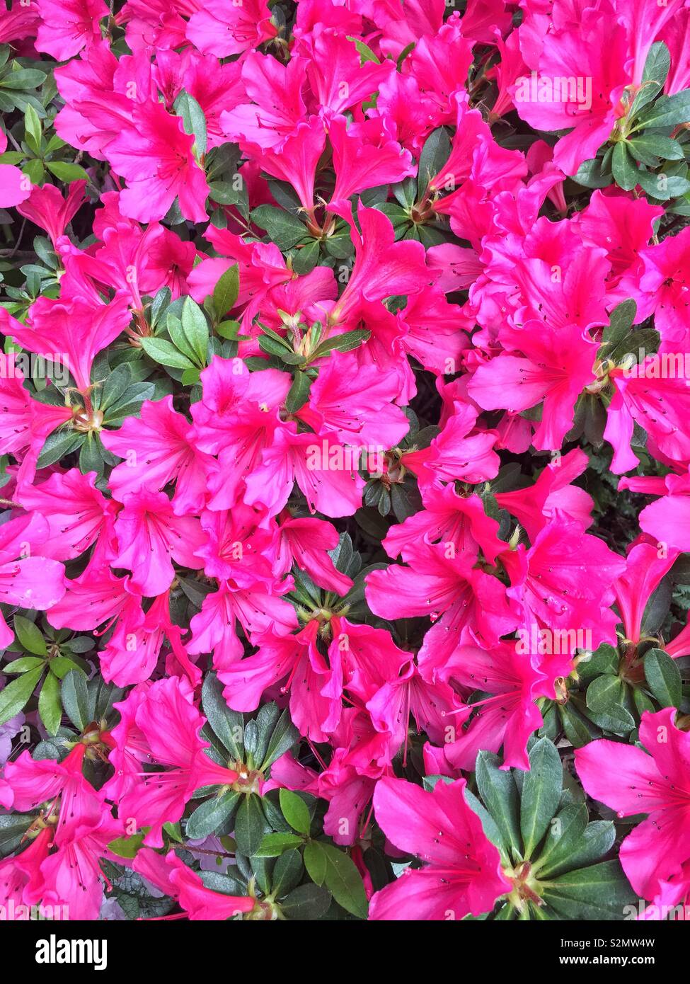 Stunning azaleas hi-res stock photography and images - Alamy