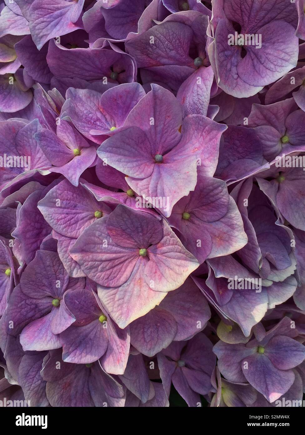 Full frame of many purple hydrangea flowers in full bloom Stock Photo ...