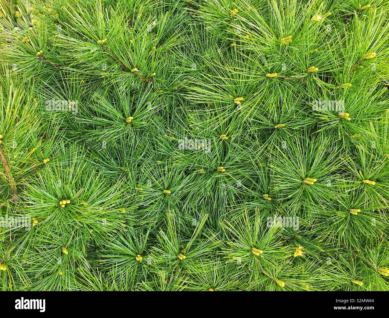 Perfect clean fresh crisp pine tree with many needles Stock Photo - Alamy