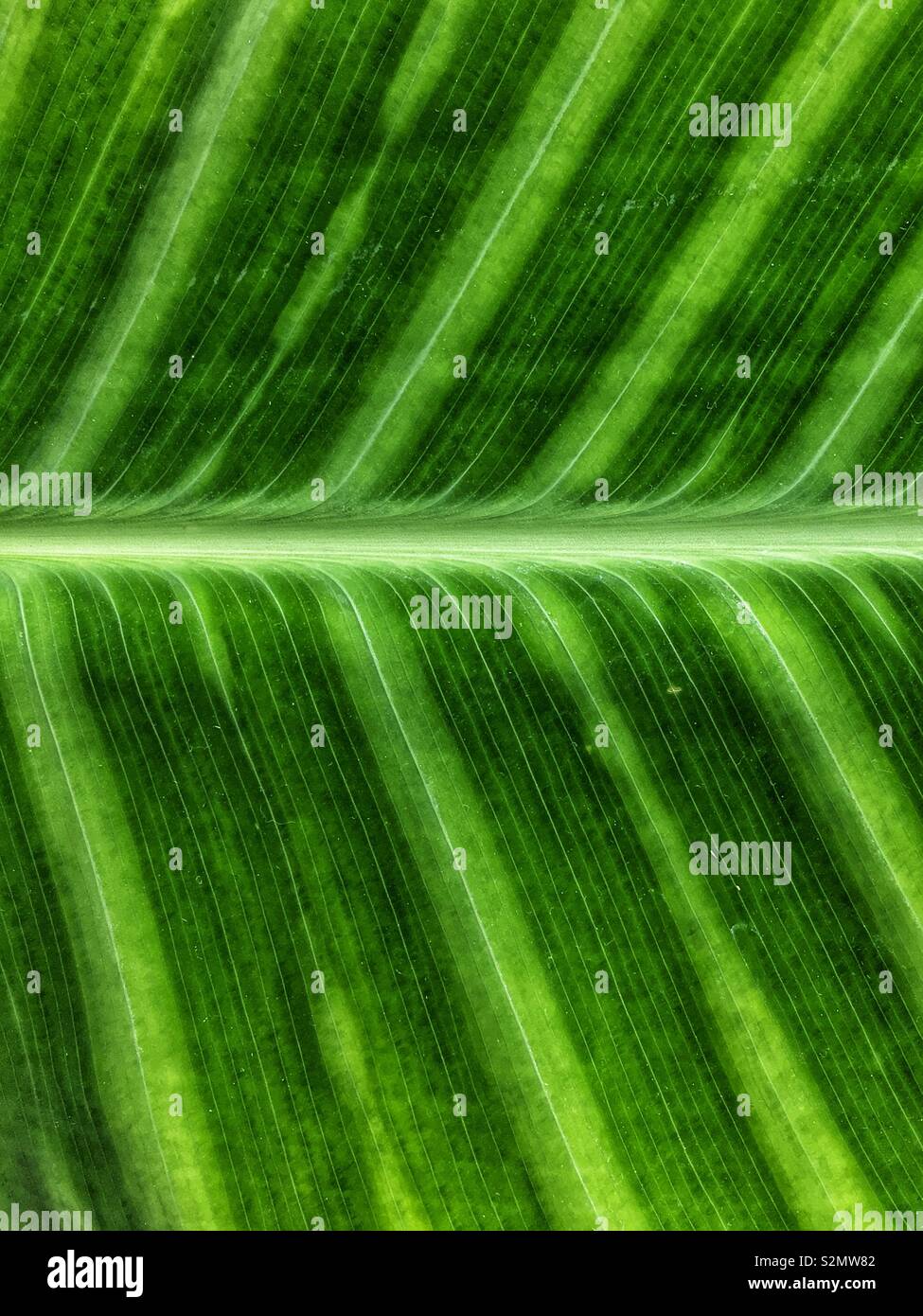 Striped leaf hi-res stock photography and images - Alamy