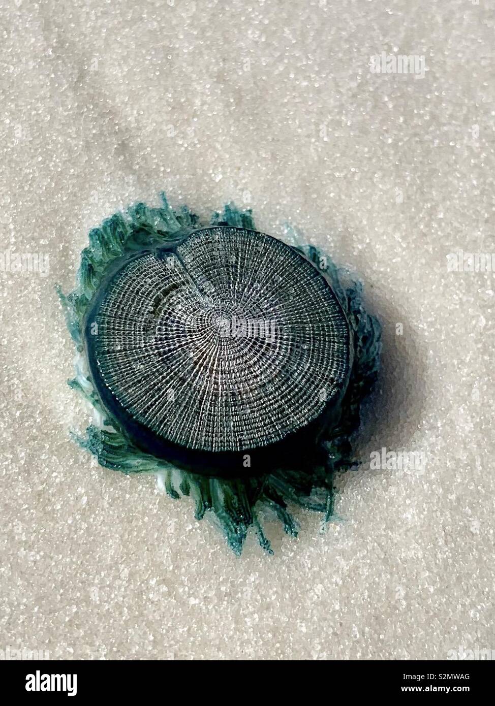 Marine life the blue button Stock Photo - Alamy