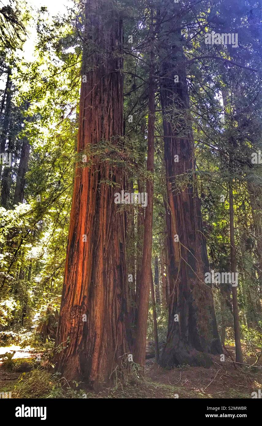 Redwood tree california hi-res stock photography and images - Alamy