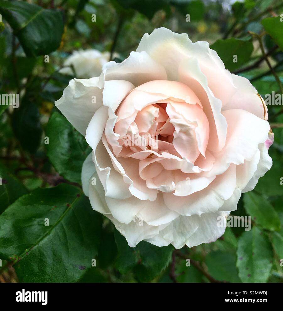 Rose peonies hi-res stock photography and images - Alamy