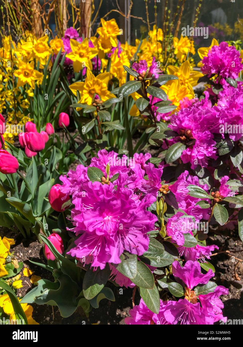 Vibrant spring flowers in bloom Stock Photo - Alamy