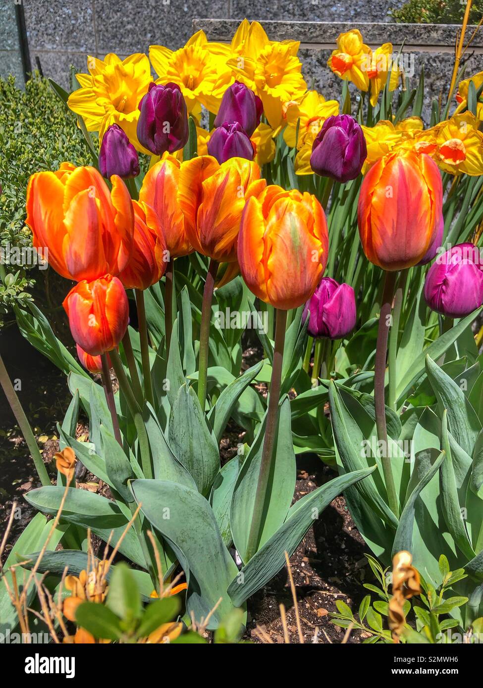 Spring flowers in bloom Stock Photo - Alamy
