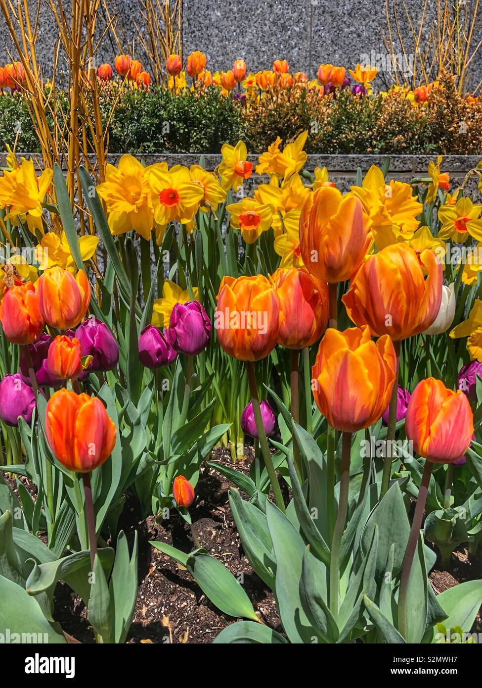 Rows of vibrant spring flowers Stock Photo - Alamy