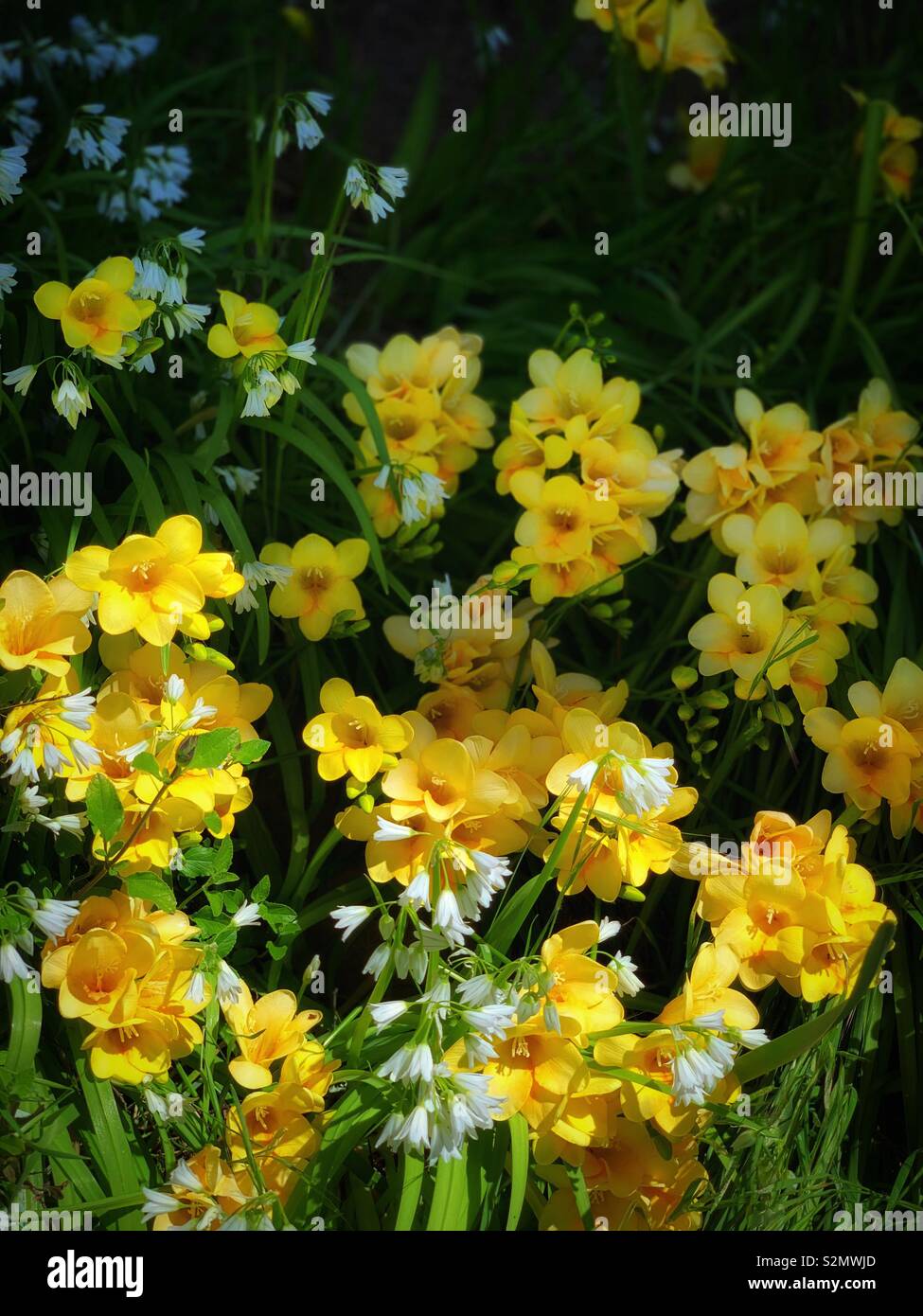 Freesia hybrida Klattt. (Yellow) and Leucojum aestium in sunlight /香雪蘭 ...