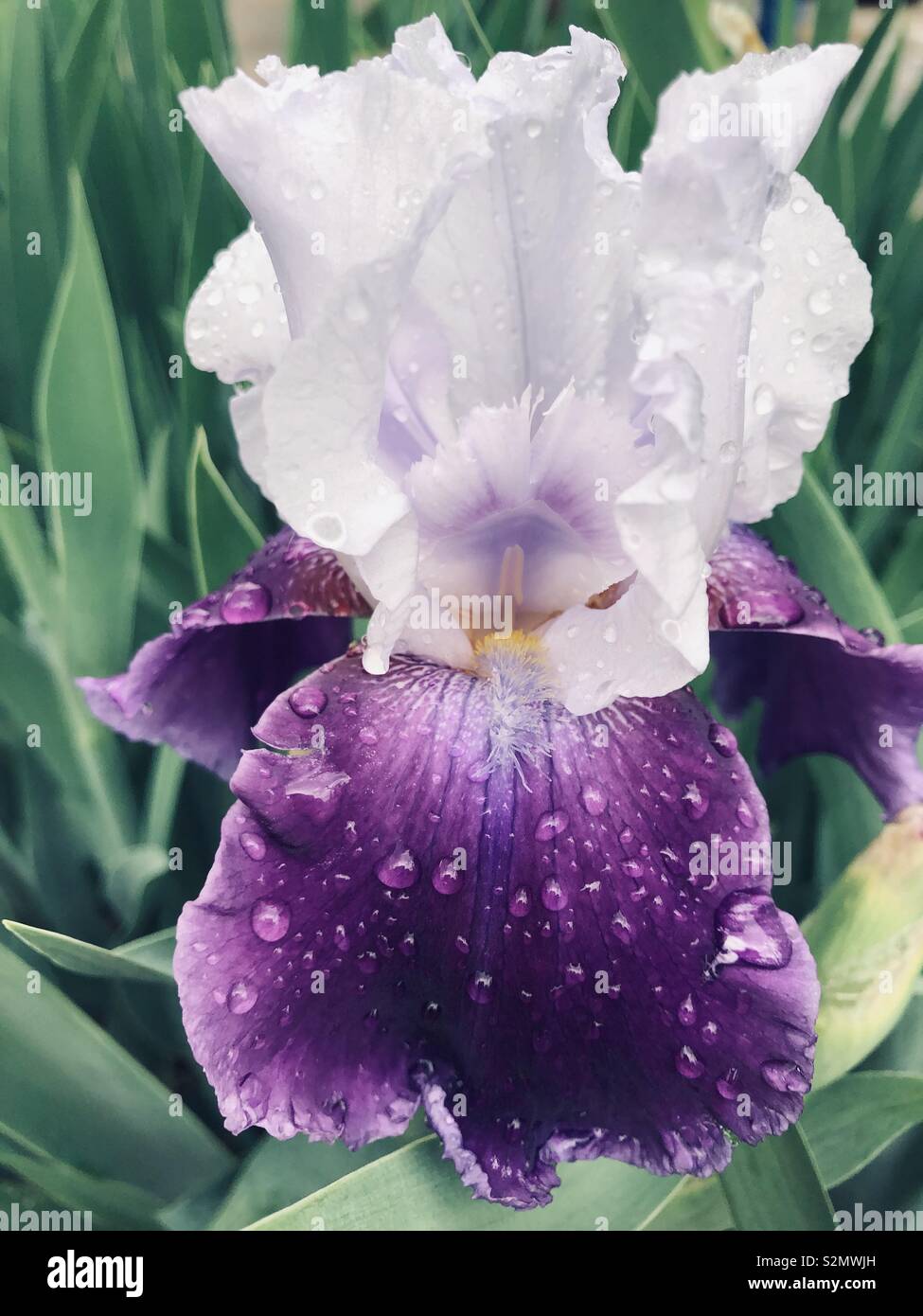 Dropped iris hi-res stock photography and images - Alamy