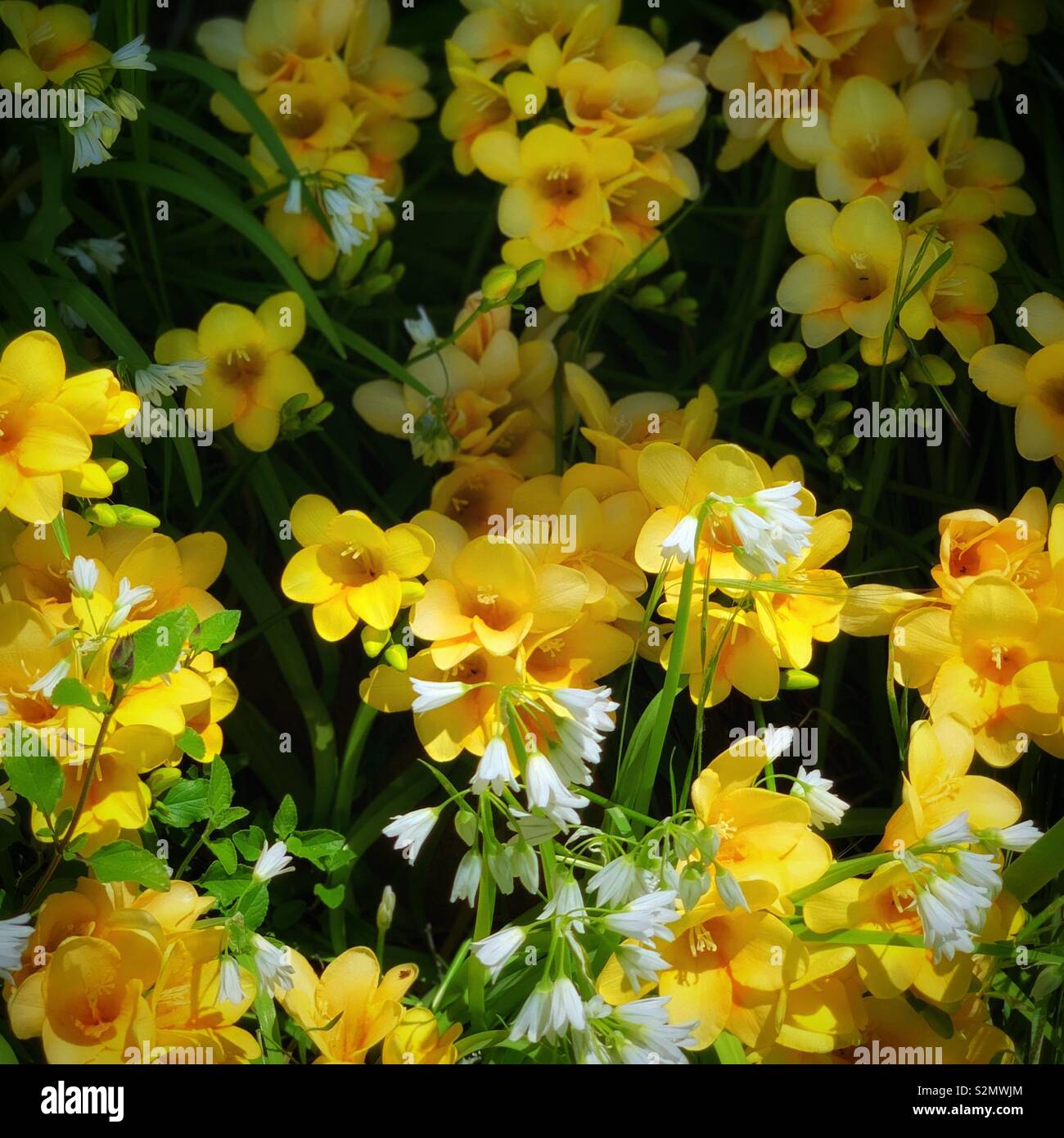 Freesia hybrida Klattt. (Yellow) and Leucojum aestium in cloudy day/香雪蘭 ...