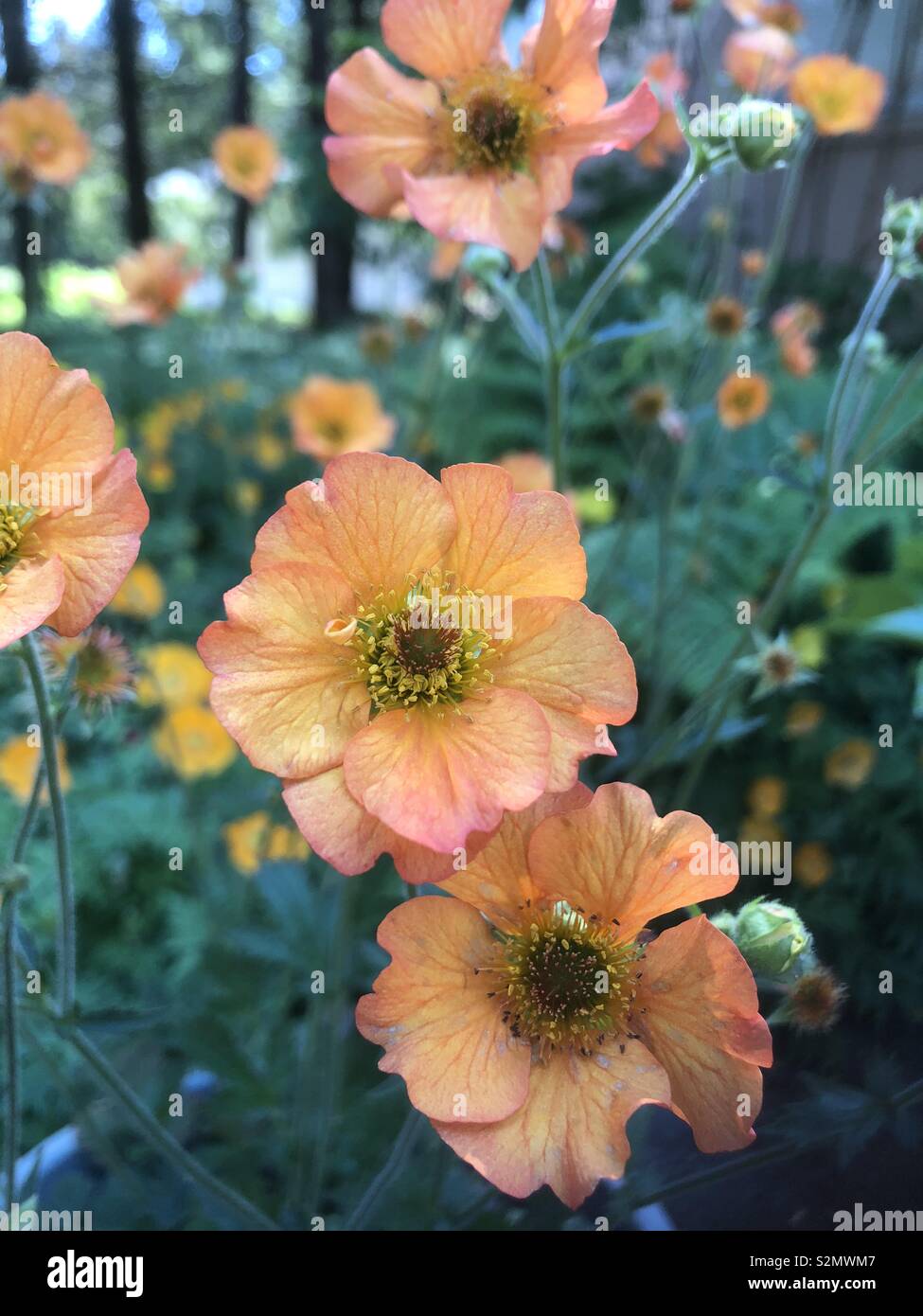 Orange geum hi-res stock photography and images - Alamy